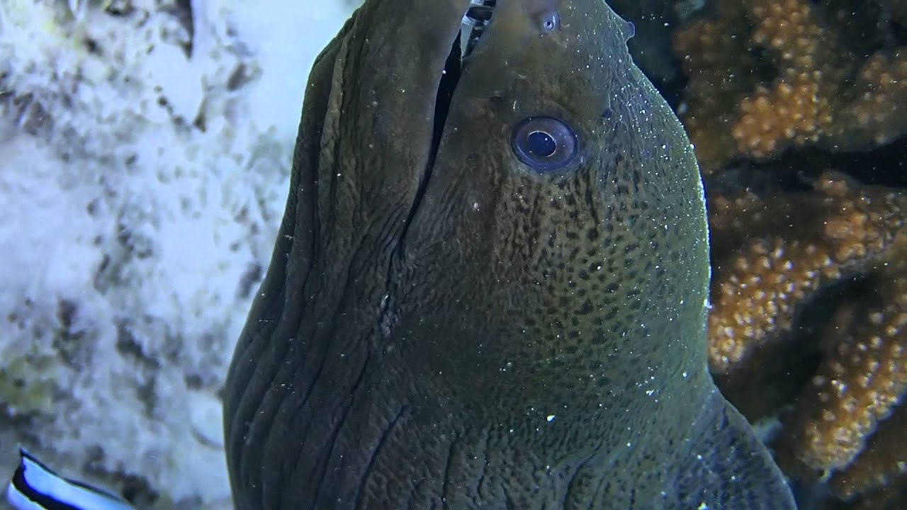 Moray Eel And Cleaner Wrasse Are Best Friends Youtube