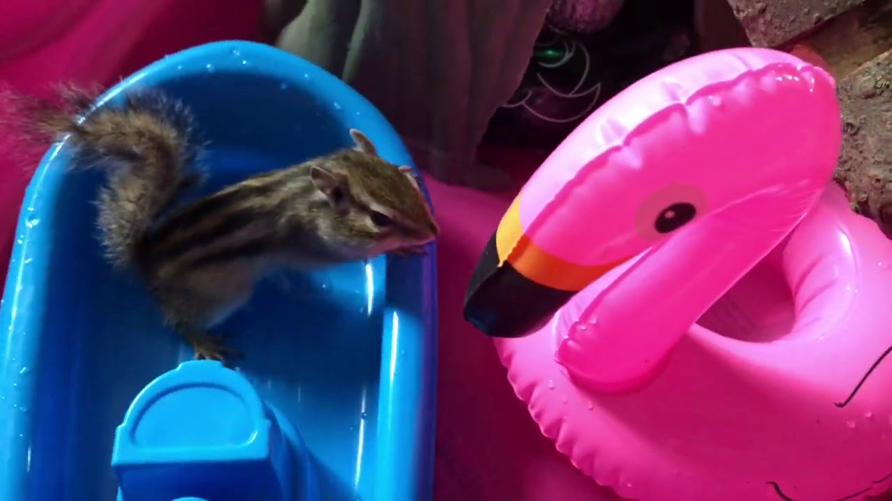 Chipmunks in the pool! Crazy wet animals! - YouTube
