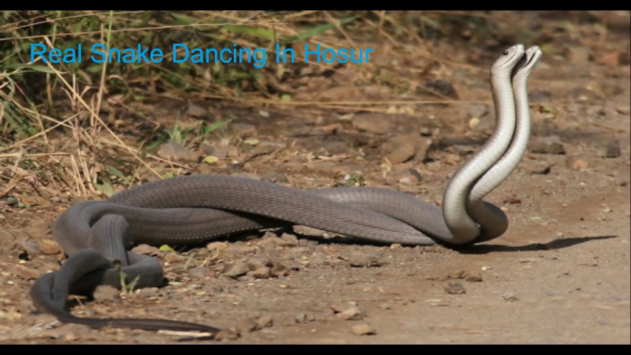 Real snake dancing in hosur - YouTube