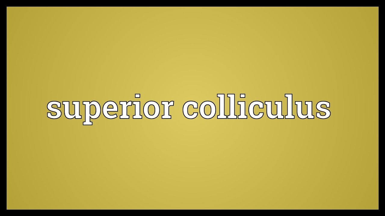 Superior Colliculus Meaning YouTube superior-colliculus-meaning-youtube