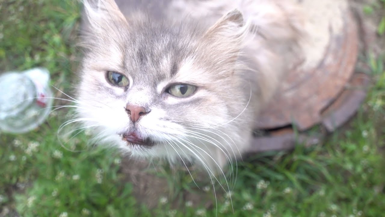 Shy old fluffy cat needs bowl of food - YouTube