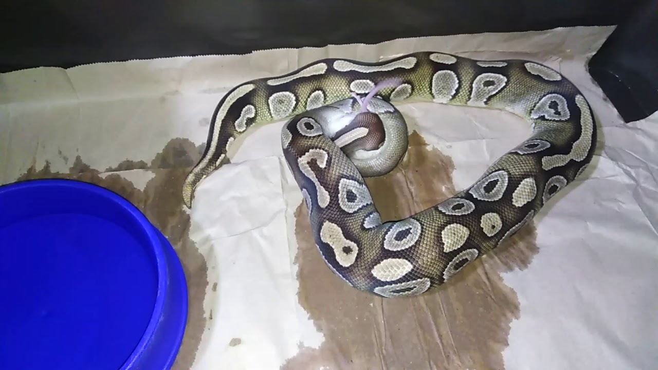 Ball python feeding night 2019 | mojave ball python 2019 | Bella is the name | live feeding ...
