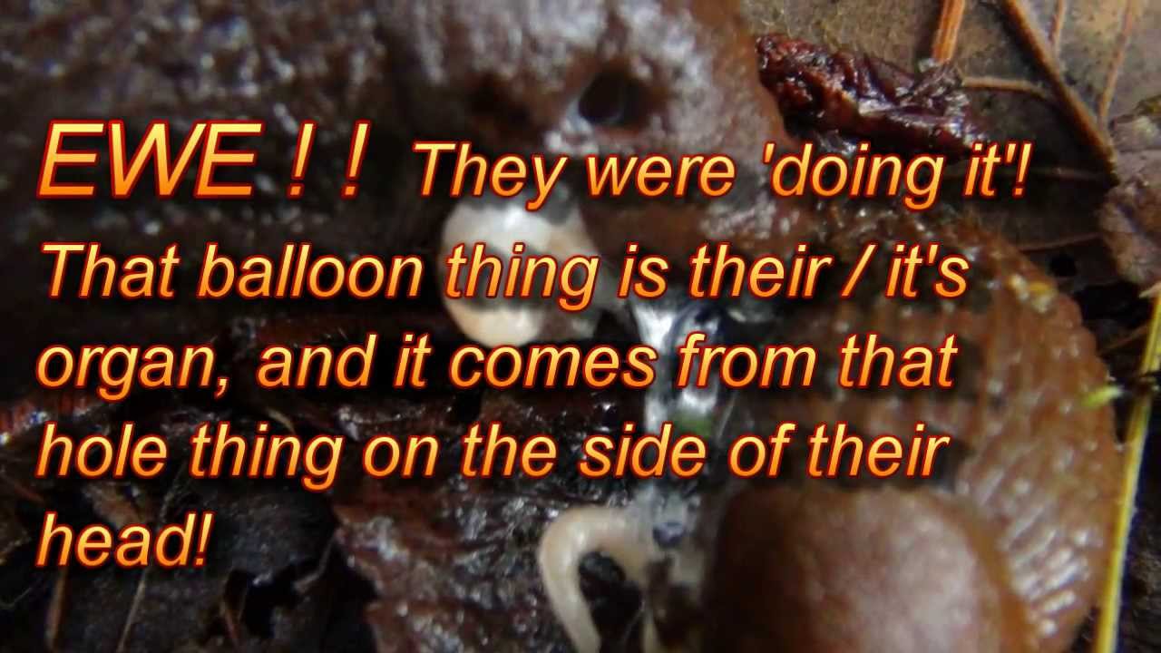 Slugs Mating, White glob Slow mo slug pulling in eyes - YouTube