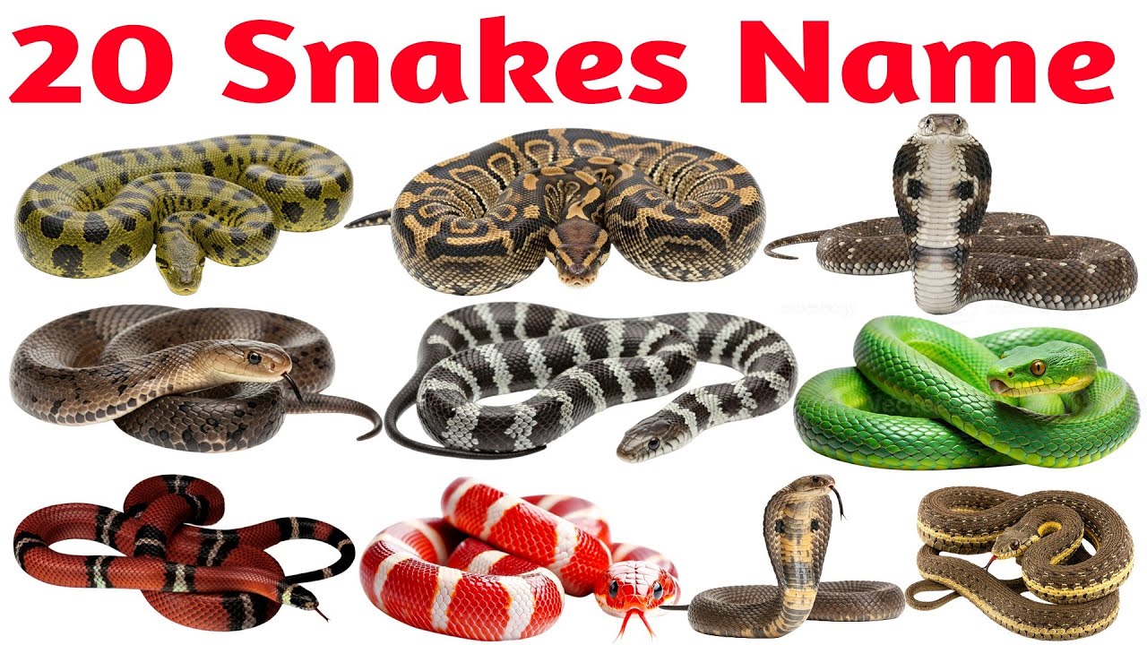 Snake Names for Kids | Learn 20 Types of Snakes in English | Preschool ...