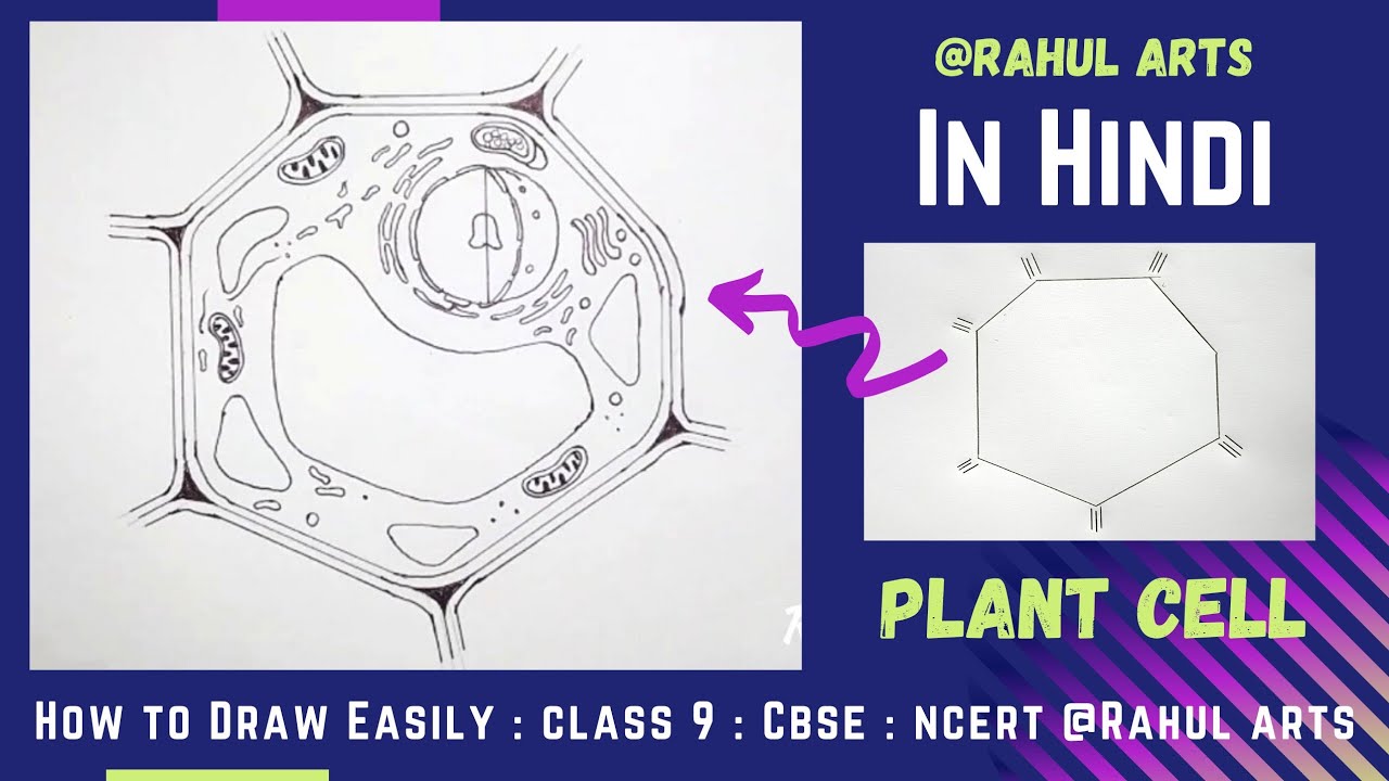 How to Draw Plant Cell easily step by step in Hindi | Class 9 ...