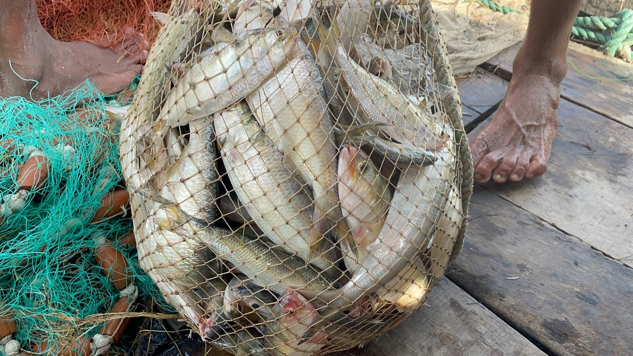 Catching Alive Hilsa Fish - TAZA Elish Trapping at River - Fishing with ...