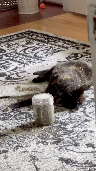 Funny cat eating catnip - YouTube