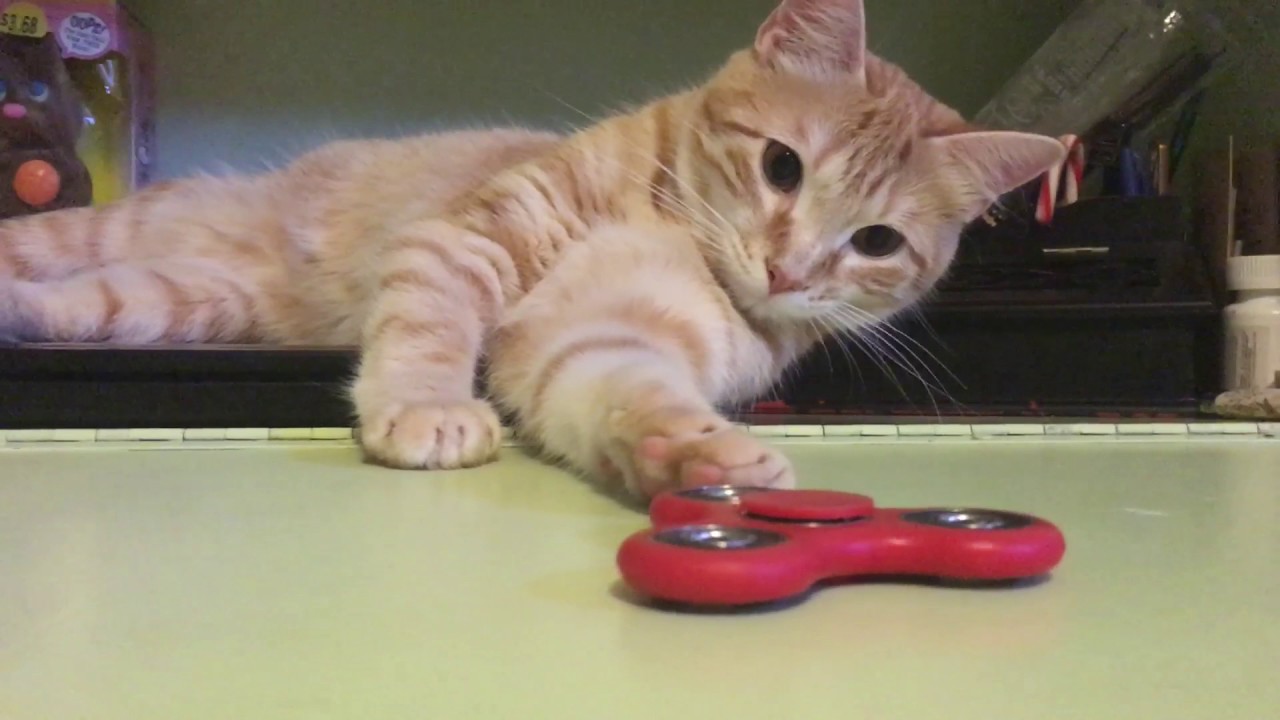 Cat plays with fidget spinner - YouTube
