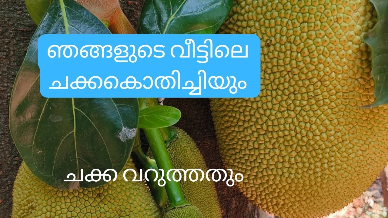 വീട്ടിലെ ചക്ക കൊതിച്ചി Youtube