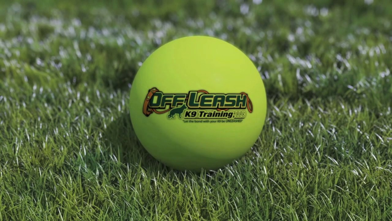 5 Month Old Irish Cream Lab "Kona" | Orlando Dog Trainer | Central ...