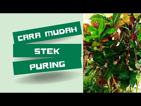Stek puring sederhana - YouTube