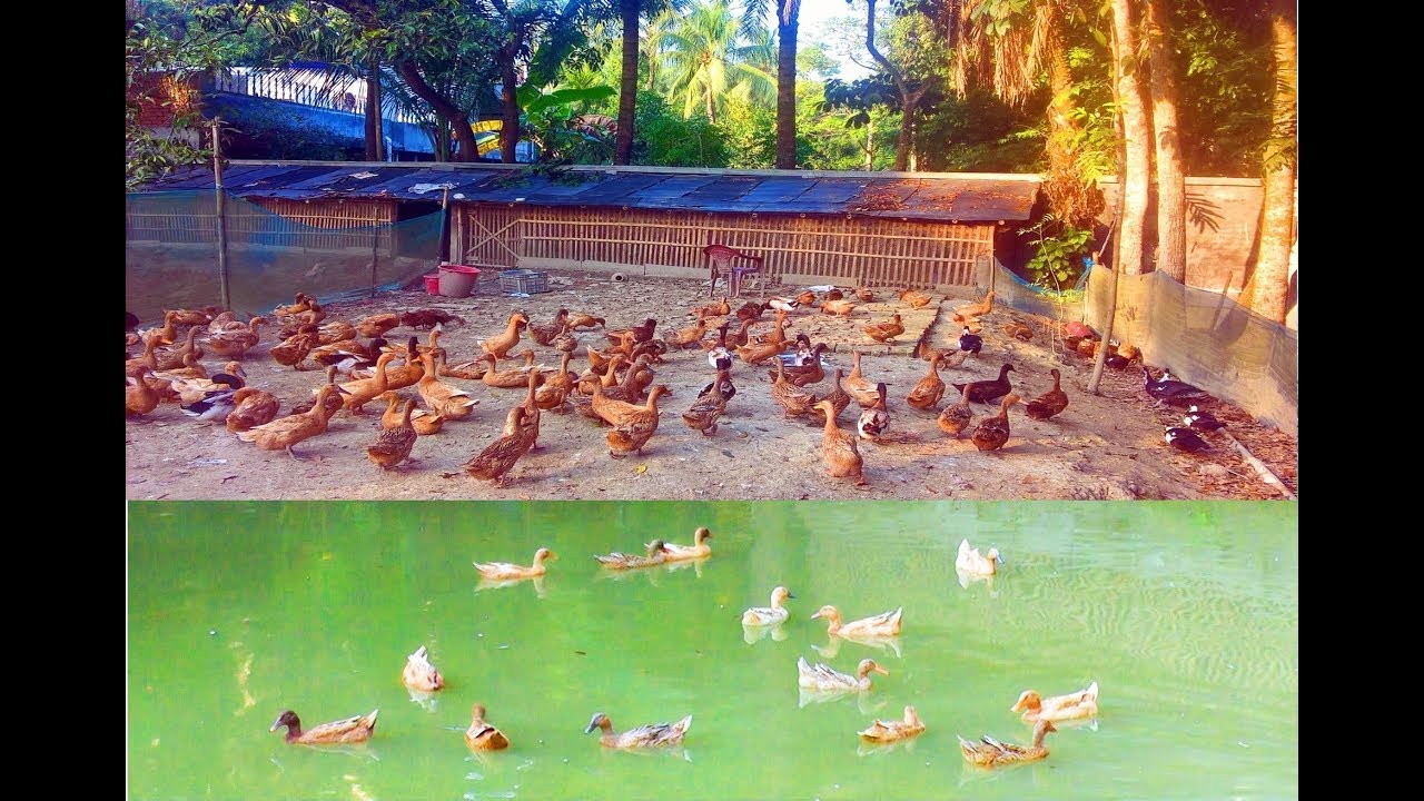 Duck Farming in Pond .... Duck Farming At Home ... - YouTube