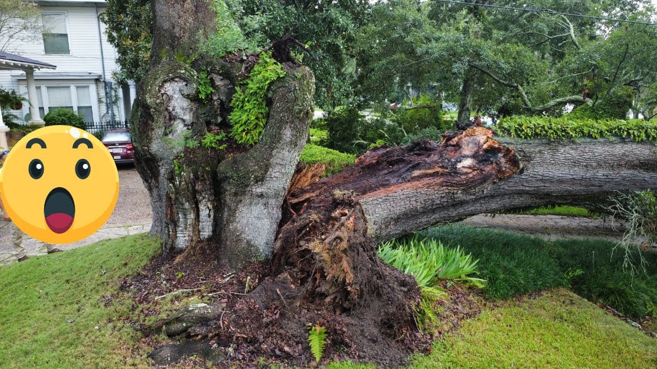Huge Oak Tree Falls Into The Road - YouTube