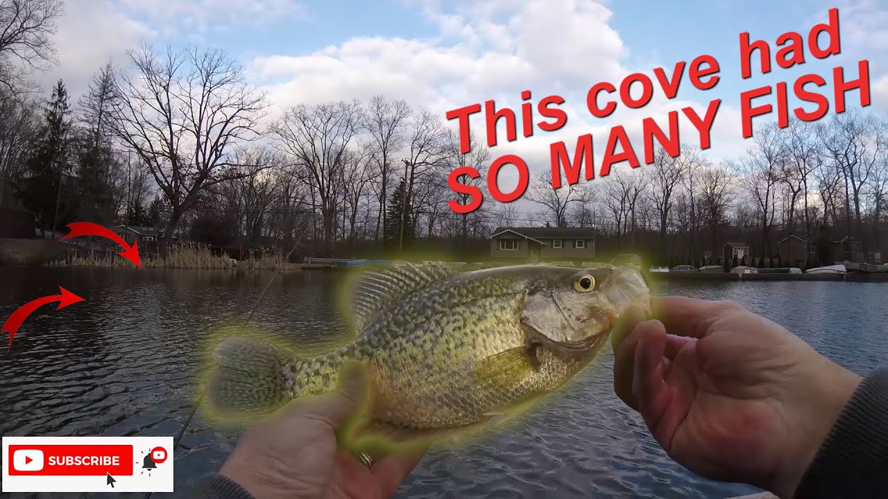 This COVE had SO MANY FISH (the BAIT was CORNERED)!!! - YouTube