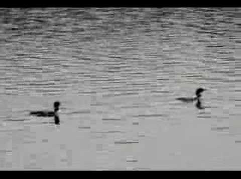 Common Loons calling - YouTube