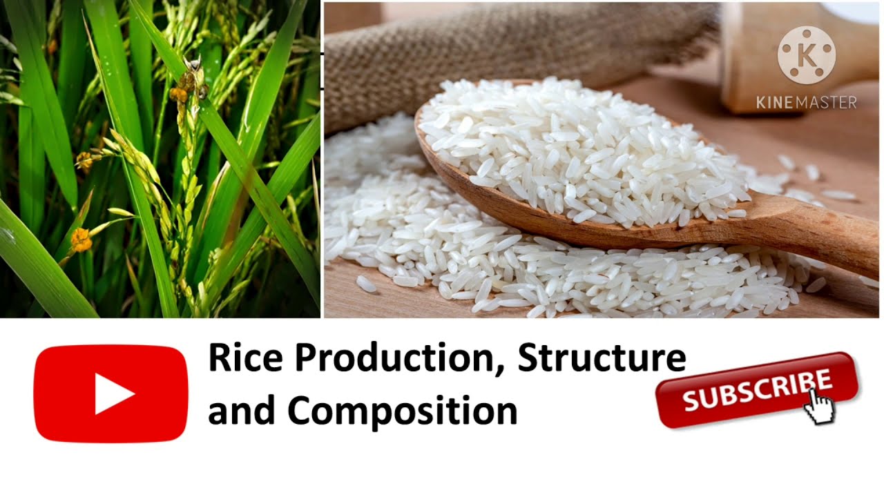 Rice (Paddy) Production | Rice Structure | Rice Composition - Food ...