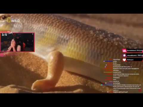 Pqueen | Efsane Belgesel - Karadeniz Dublaj İzliyor