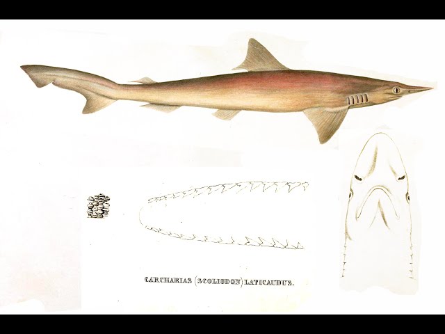 Class Chondrichthyes Scoliodon