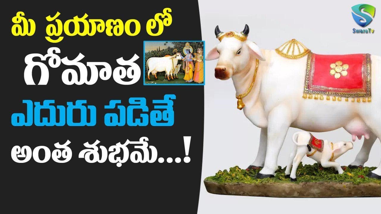 మీ ప్రయాణంలో గోమాత ఎదురు పడితే అంత శుభమే ! Importance Of Gomatha - YouTube