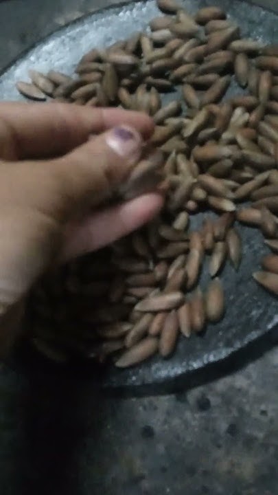 Expensive dry fruit of kinnaur( चिलगोजा )#Pine cone#nyoza#kinnauri dry fruits - YouTube