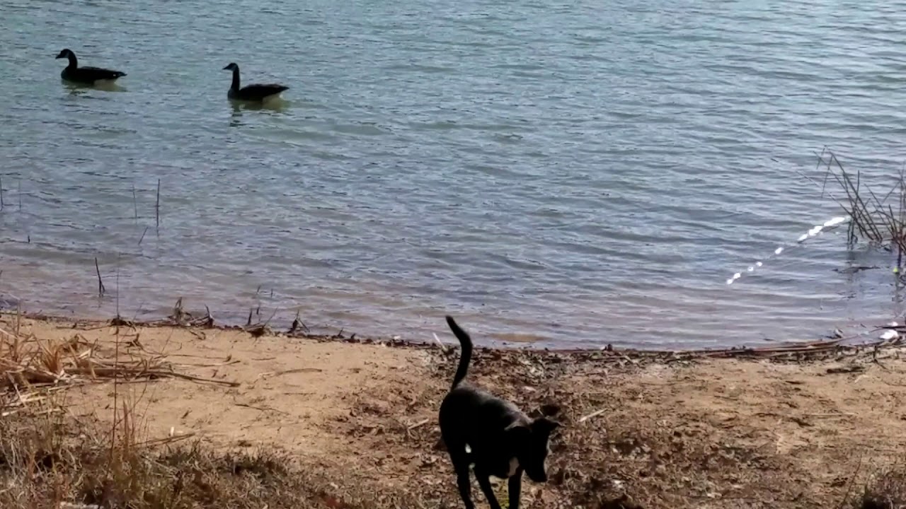Dog chases geese - YouTube