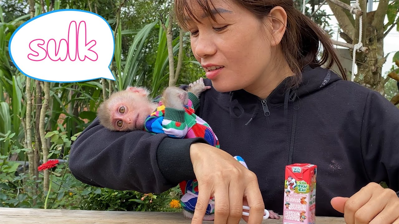 Monkey Zim sulked in her mother's arms when she was teased by her ...
