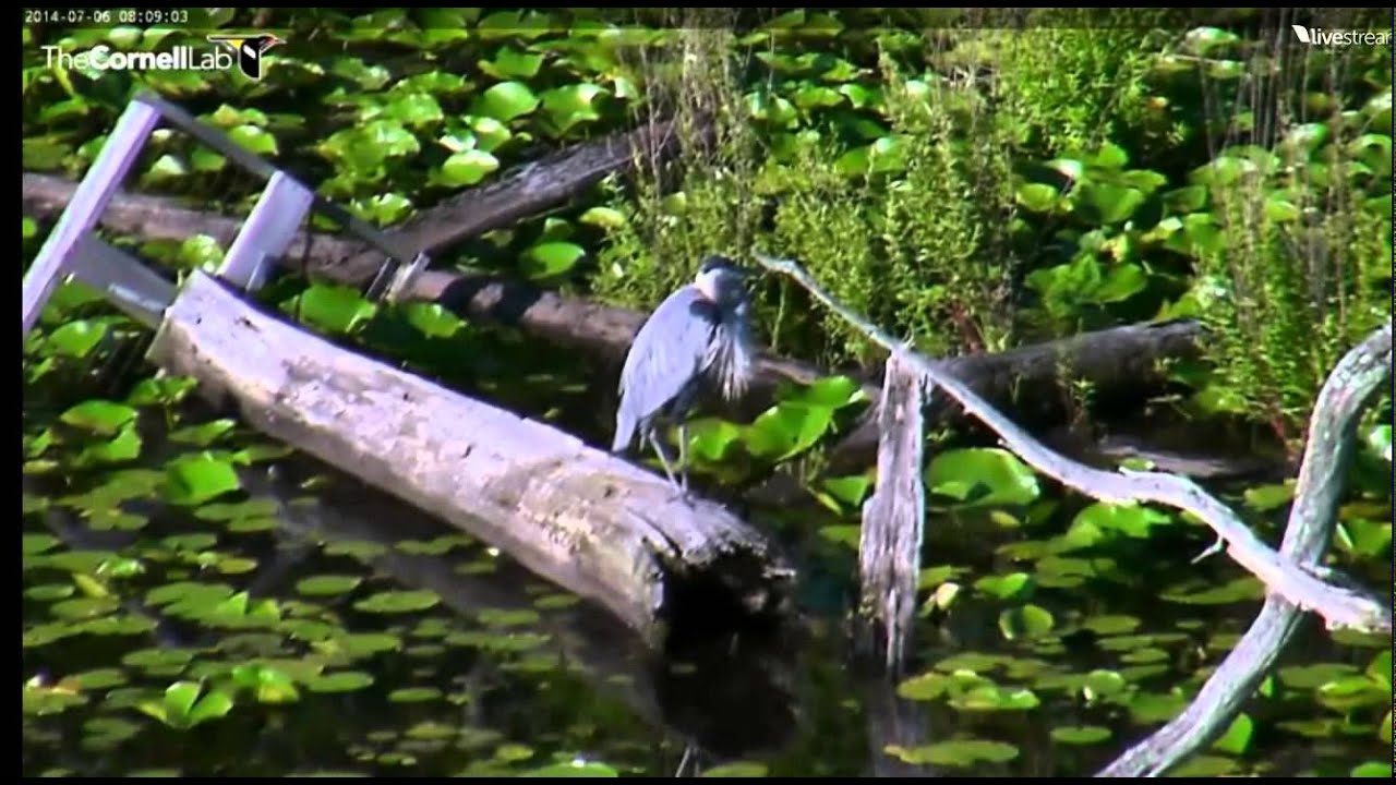 Video 2014 07 06 080700 DAD PREENING ON OSPREY LOG - YouTube