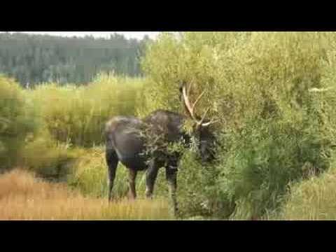 Bull Moose Rubs his antlers - YouTube