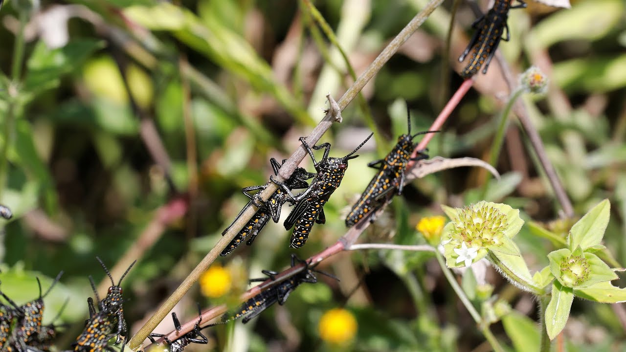 Kenya suffers worst locust swarms in 70 years - YouTube