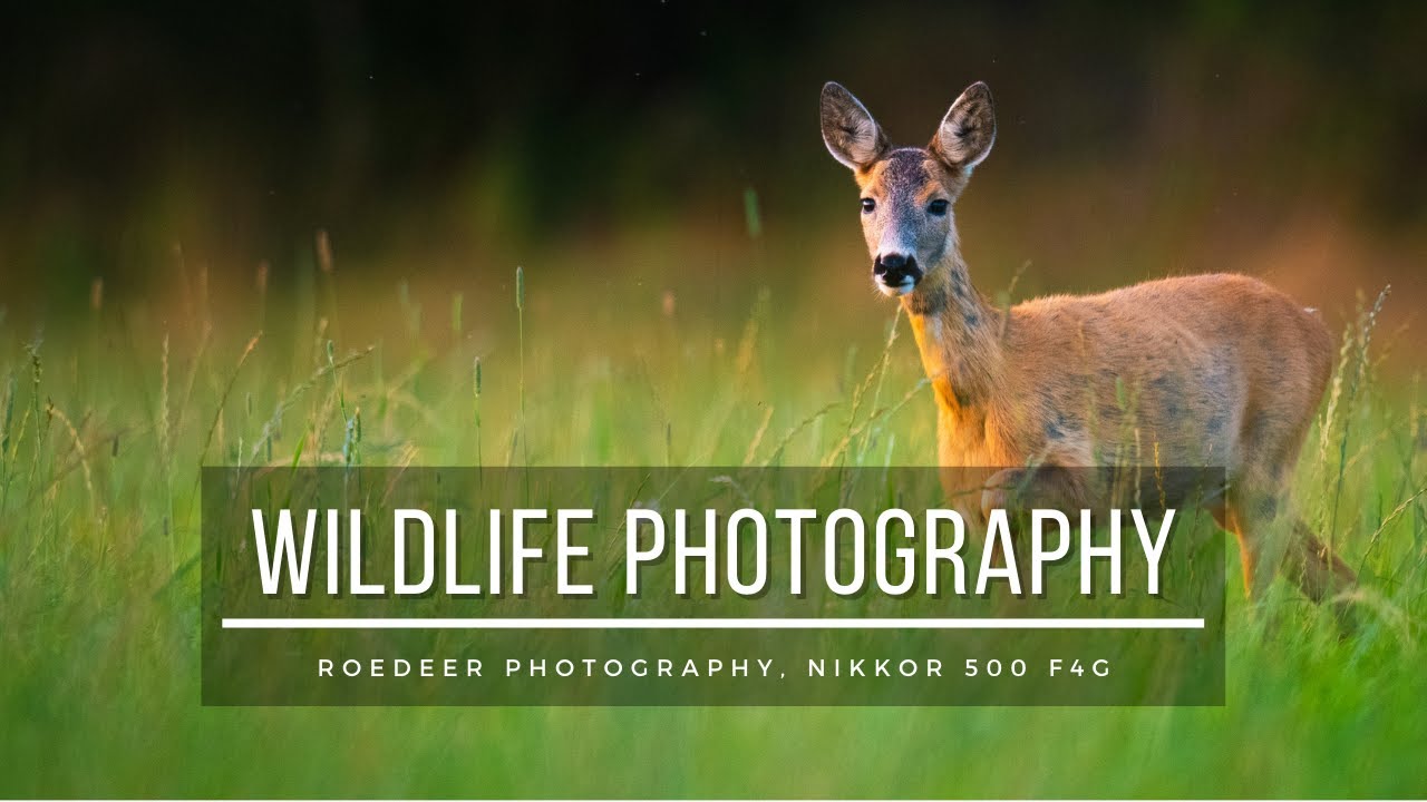 Photographing deer in early fall | Wildlife photography, Roe deer ...
