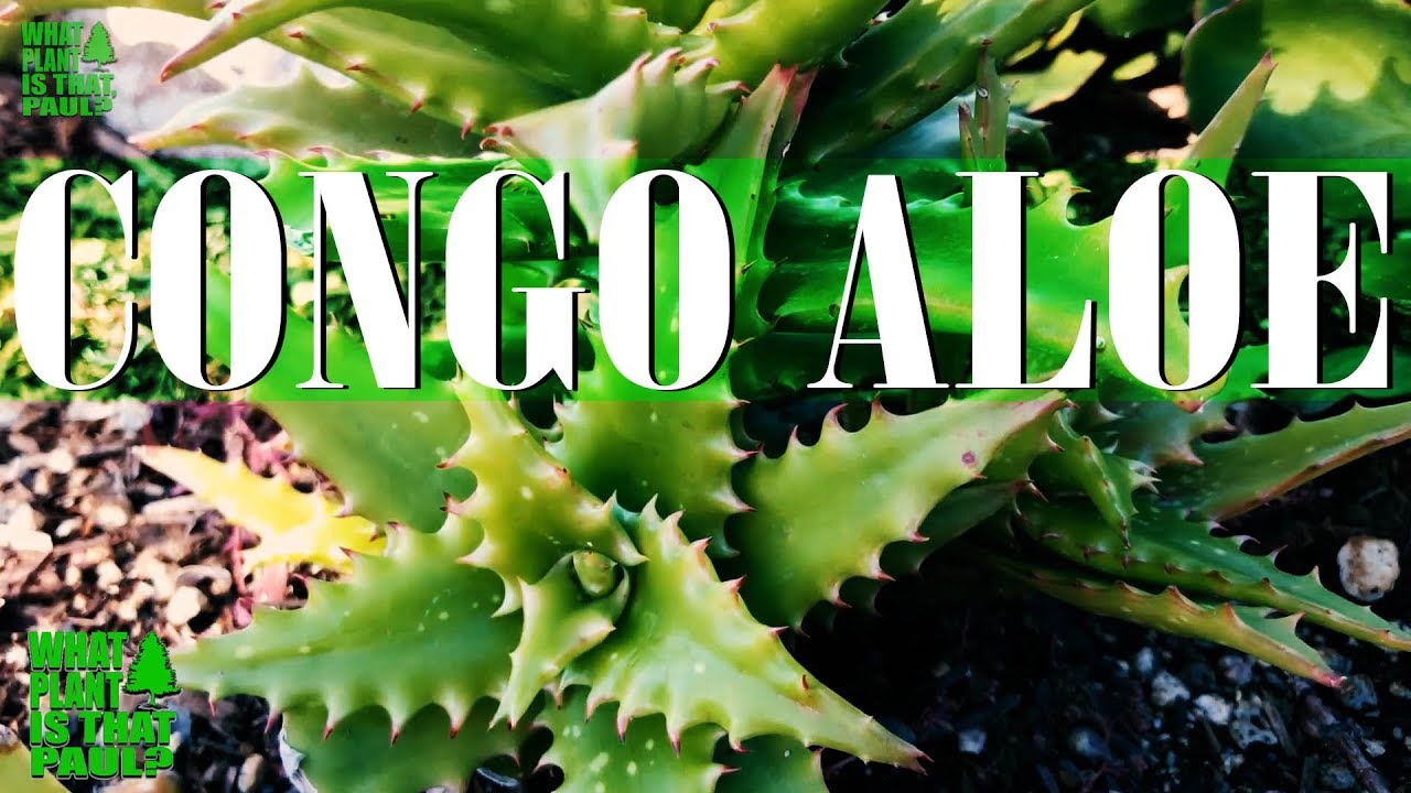 Congo Aloe - Short bright green shiny wedge-shaped leaves that have a ...