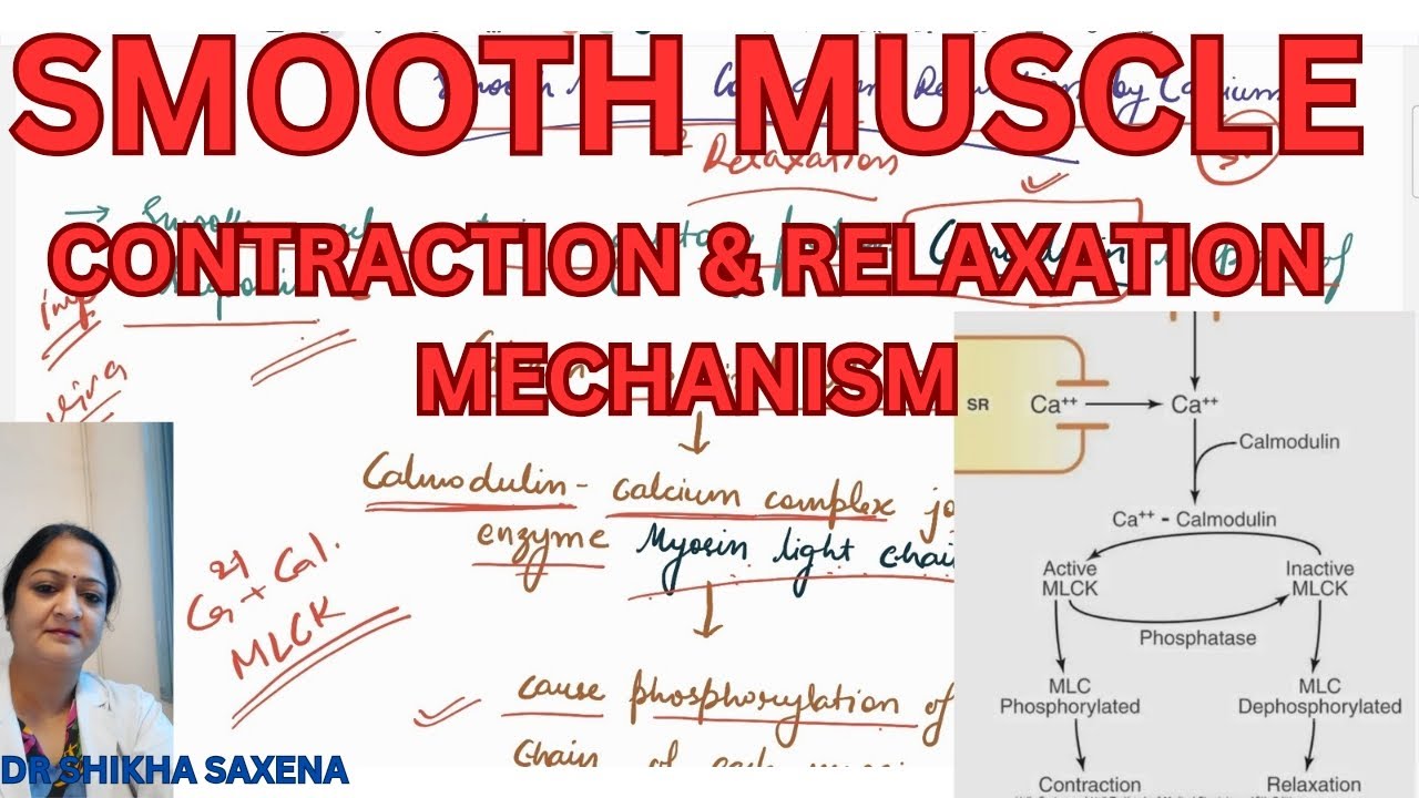 Smooth muscle- contraction and relaxation, myosin light chain kinase ...