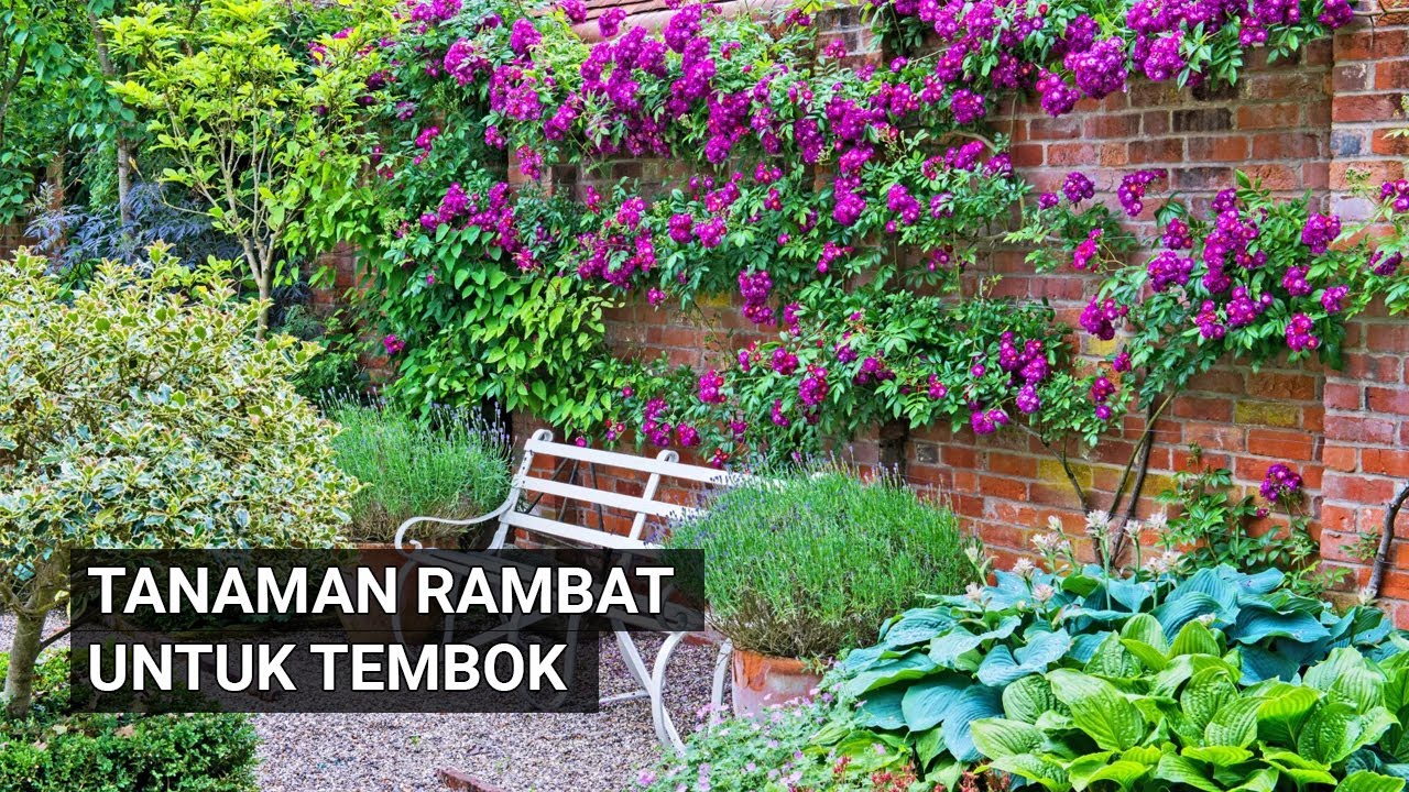 TANAMAN RAMBAT UNTUK TEMBOK | JENIS TANAMAN RAMBAT MUDAH DIRAWAT - YouTube