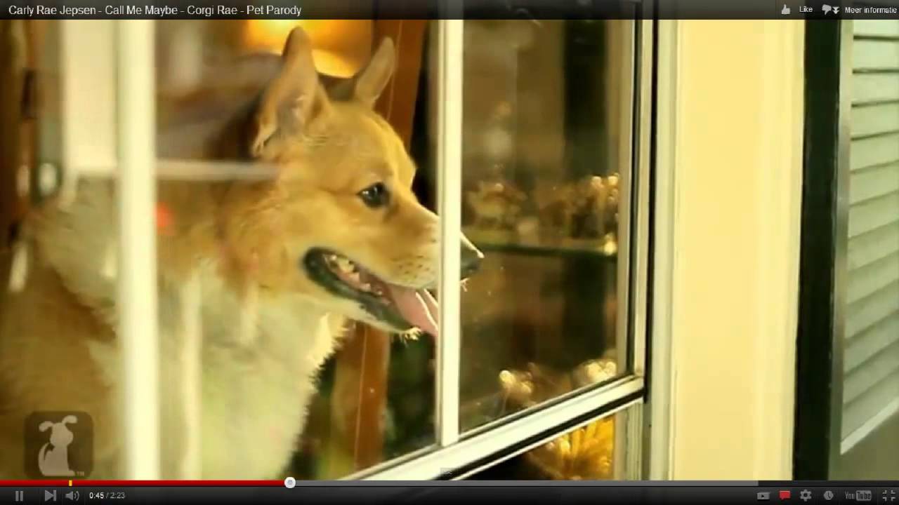 Call Me Maybe Meme Dog