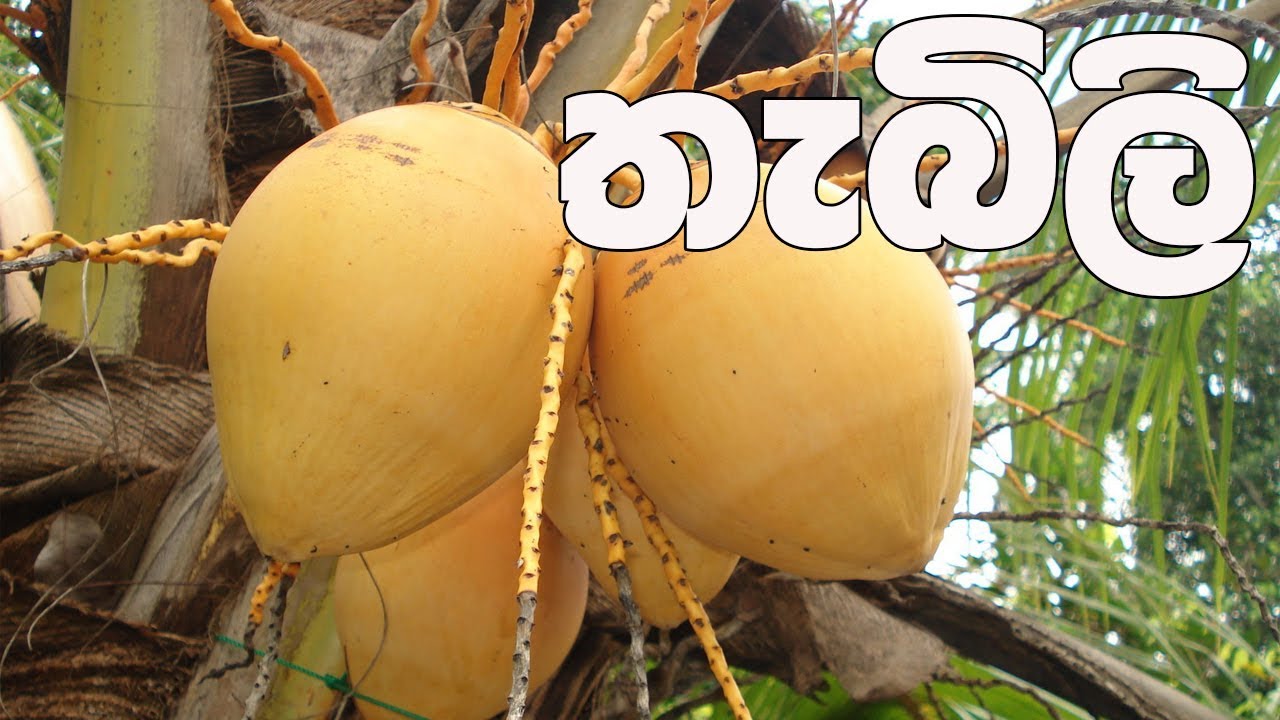 ලෙඩ රෝග ‍රැසකට සුවය දෙන විශ්මිත ගුණ සහිත තැබිලි - thabili - YouTube