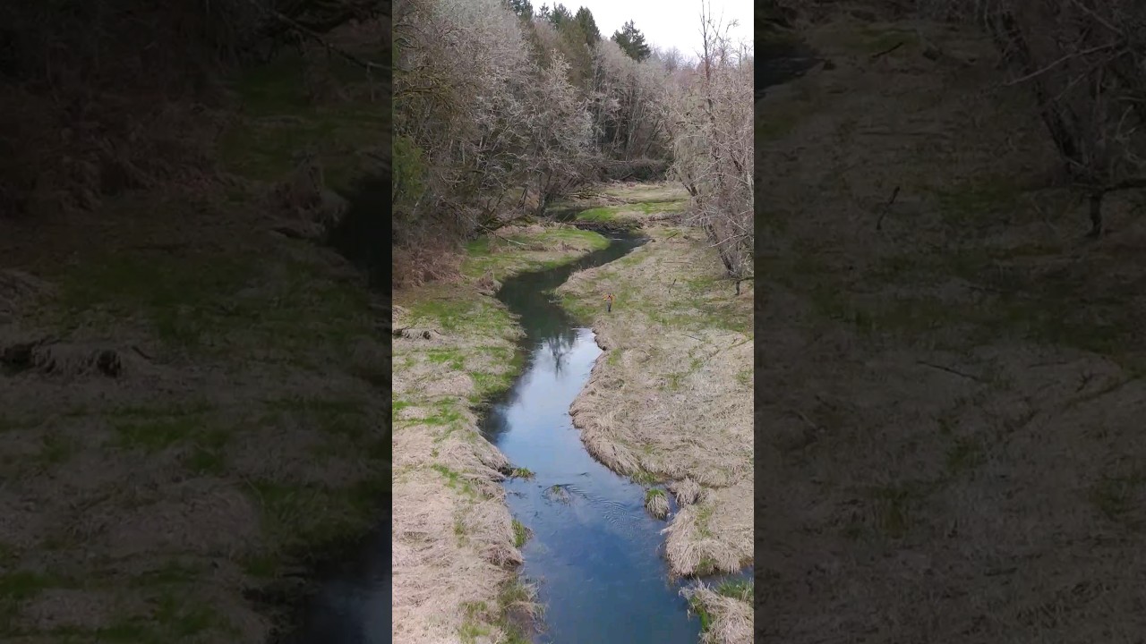 Fly Fishing Small Streams in Search of Steelhead | Washington - YouTube