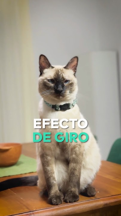 ¡Aprende a Hacer el Efecto Matrix con tu Gato en 2 Minutos! - YouTube