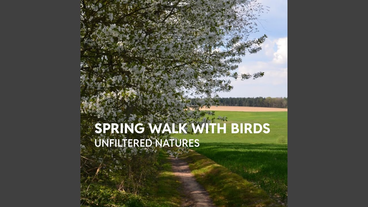 Spring walk with birds - YouTube