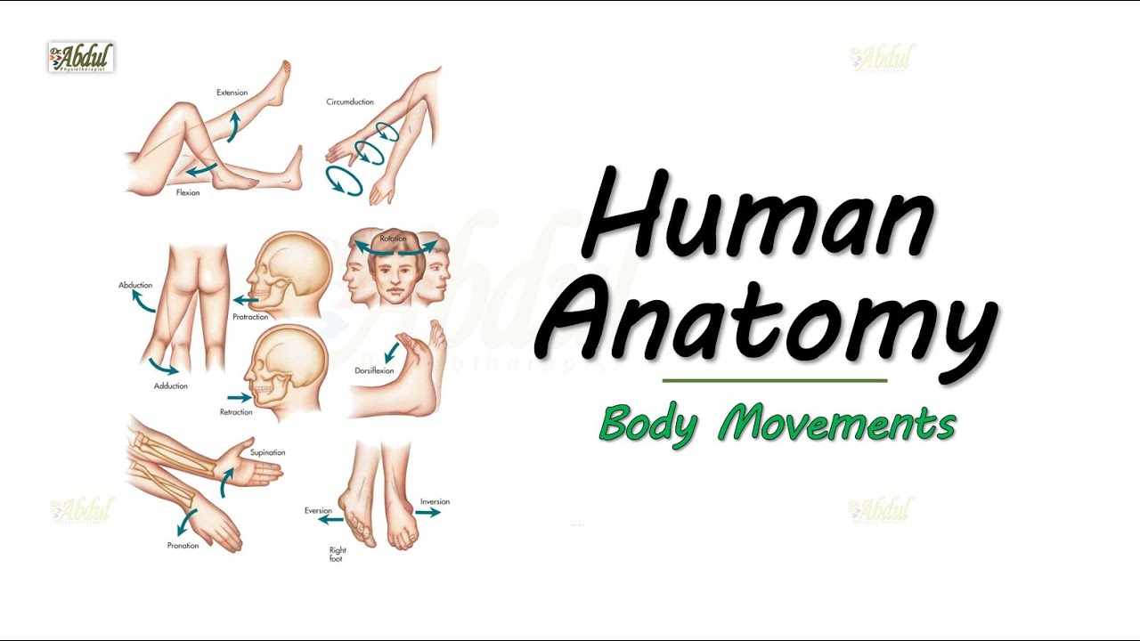 Anatomy Movements Of The Body Human Muscle System | Functions,