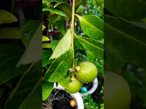 DAYAP TREE - YouTube