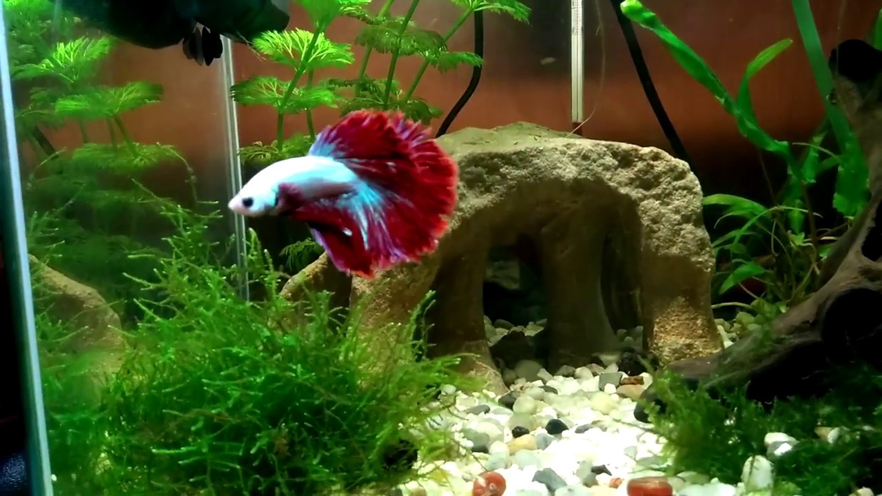 My beautiful Betta Fish Aurelius 2 - YouTube