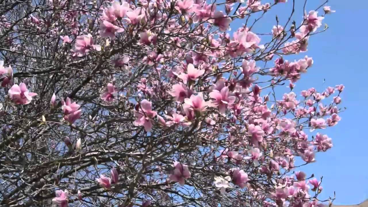 Flowering - YouTube