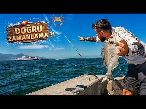 YENGEÇ İLE ÇUPRA AVI NASIL YAPILIR ?!! BOŞ DÖNMEK YOK !!!