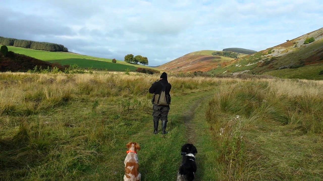 Falconry in Scotland - YouTube