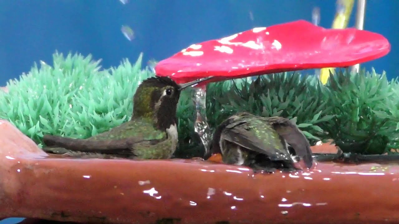 Hummingbirds Bathing early Morning Washup 3/22/16 - YouTube