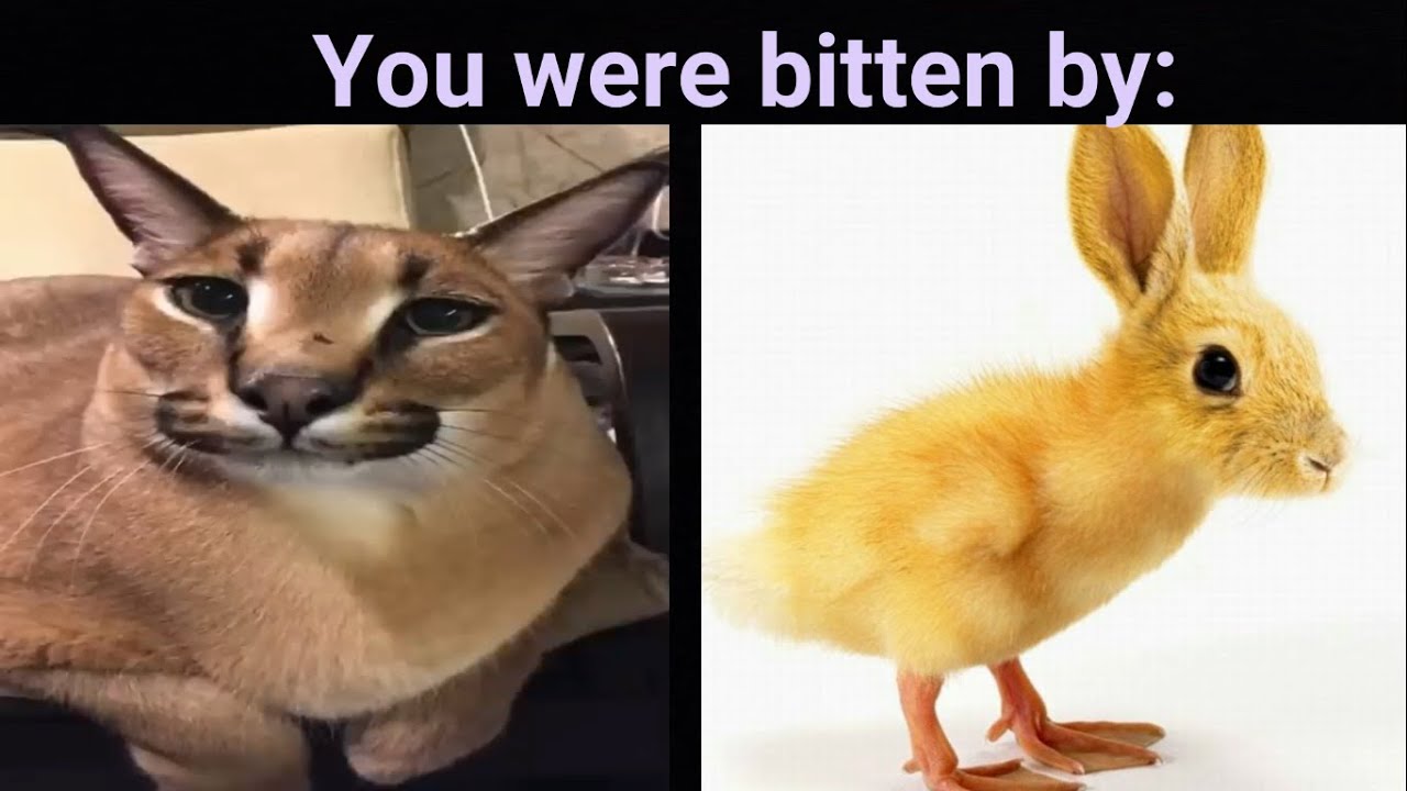 You were bitten by: Floppa becoming uncanny - YouTube