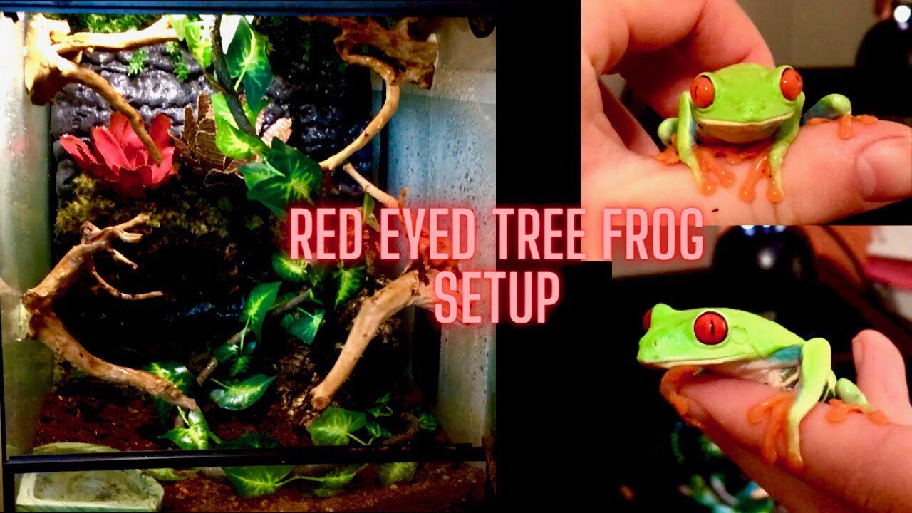 Red Eyed Tree Frog Setup! - YouTube
