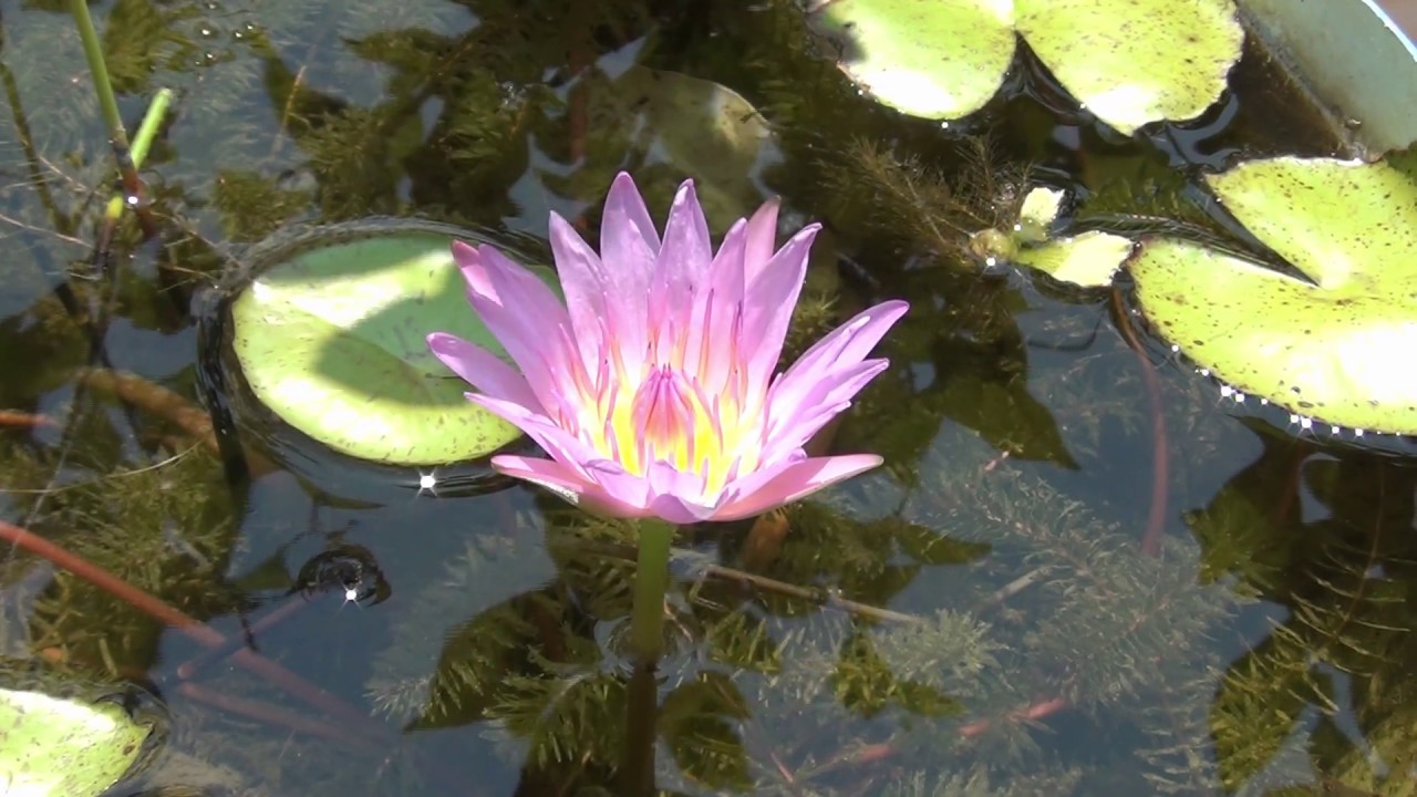 Time Lapse of the blooming of LOTUS - YouTube
