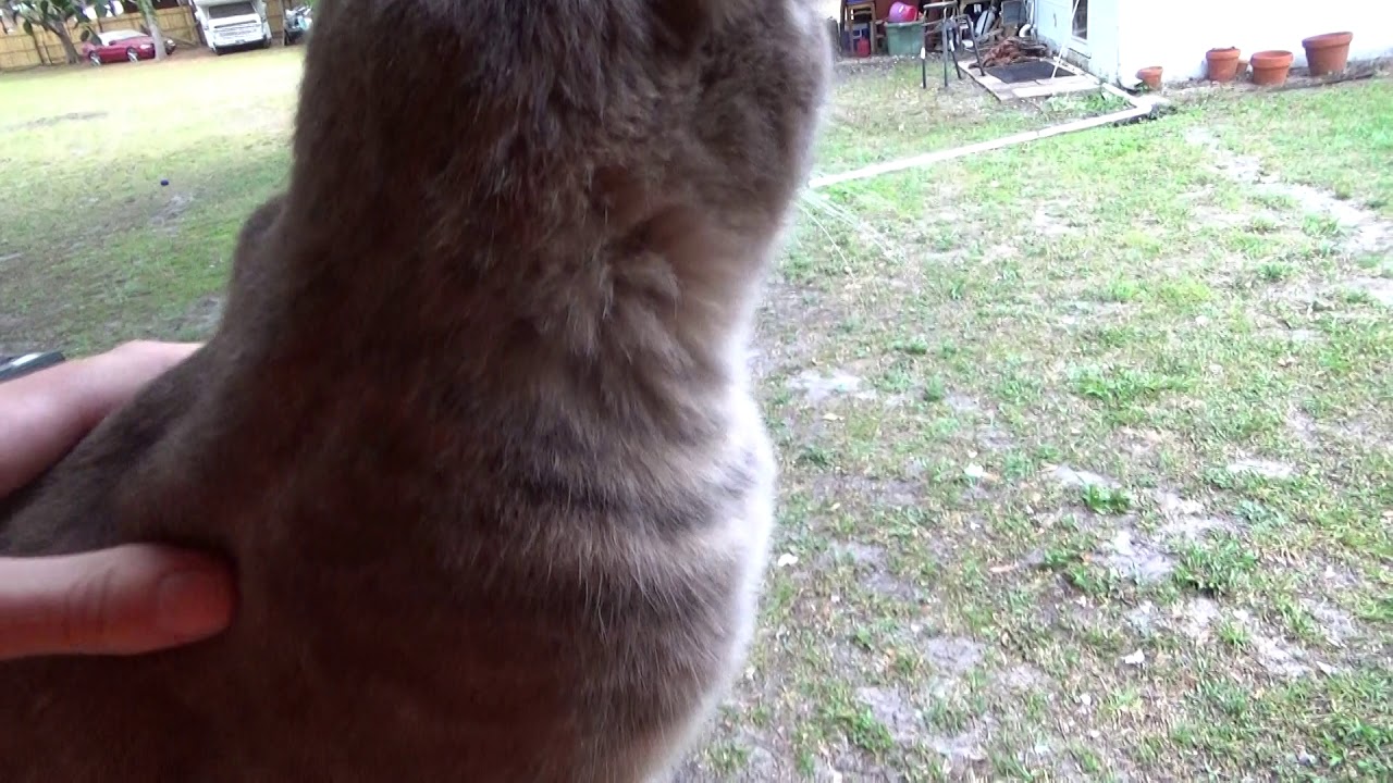 My cat Bandi - YouTube