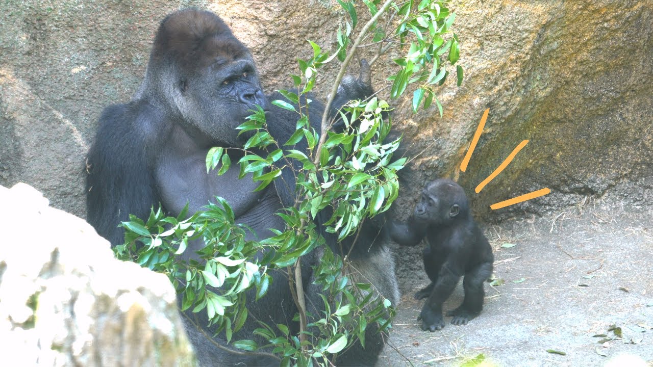 Baby gorilla Sumomo wants her father Haoko to play together? | Gorilla ...